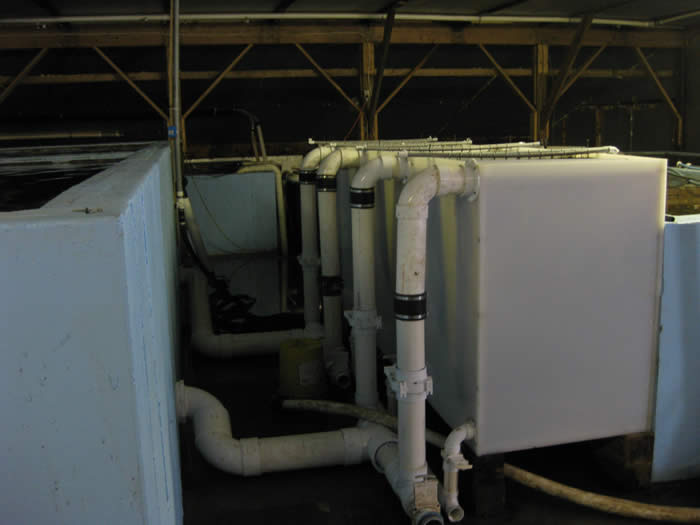 Recirculating Systems, Raising Fish in Recirculating Systems